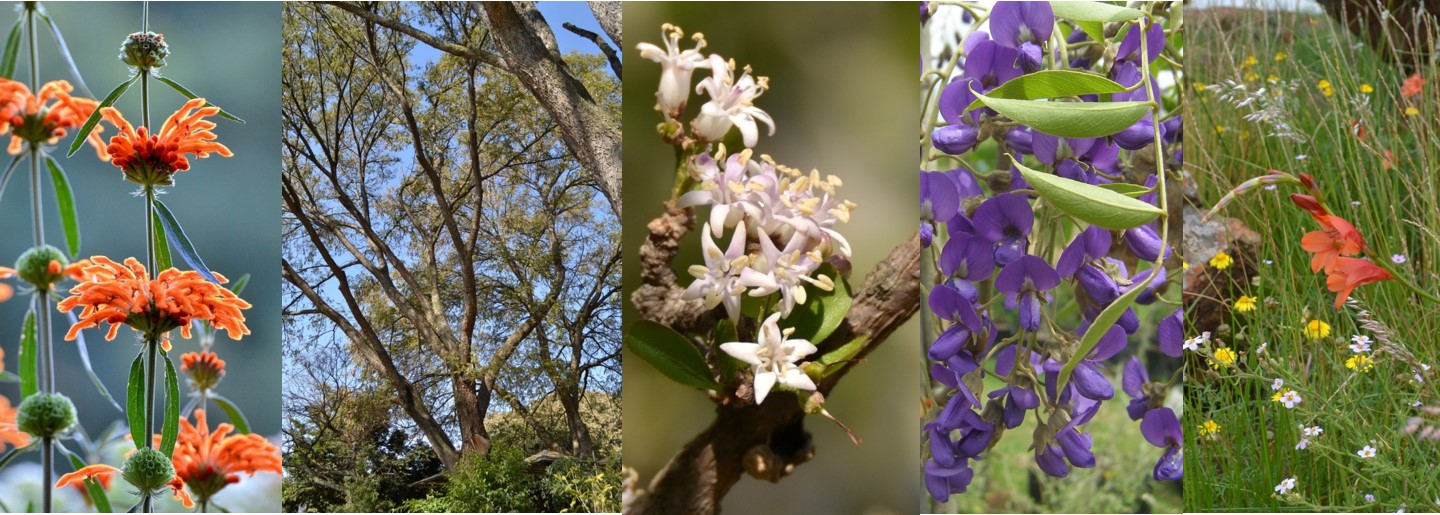 Elsa Pooley presents Botanical Events at Indigenous Plant Nursery ...