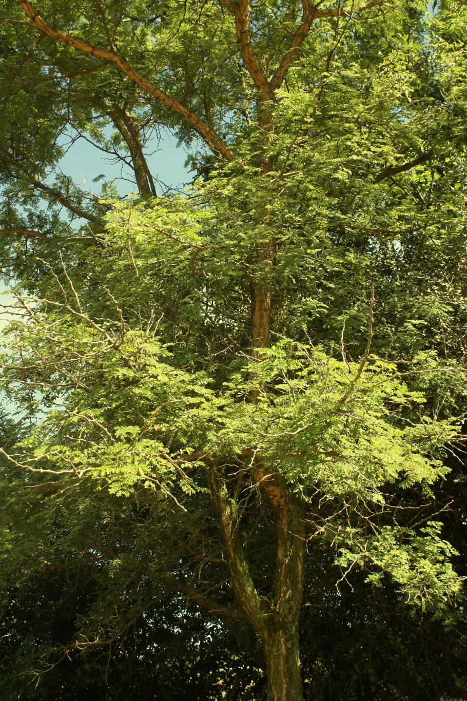 Acacia burkei Swartapiesdoring Black Monkey Thorn Mokgwa Umkhaya