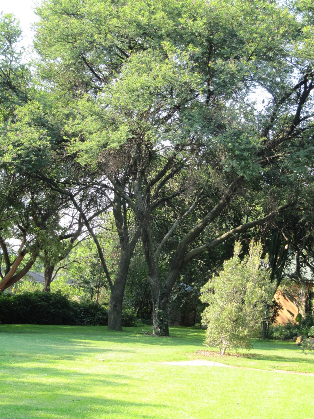 Acacia karroo Soetdoring Sweet Thorn Muunga Mooka Umunga