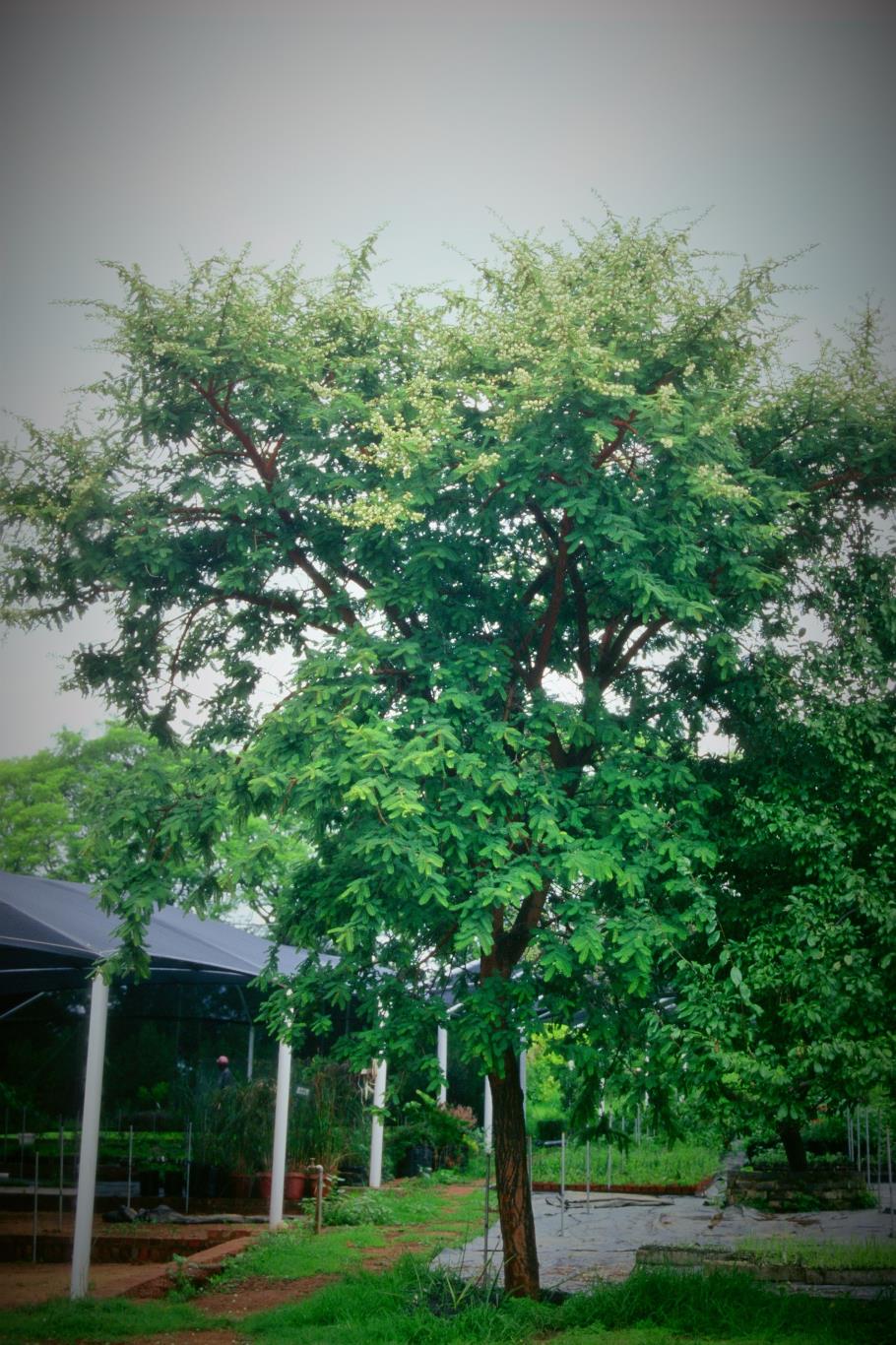 Acacia rehmanniana Sydoring Silky Thorn Mogaba Musivhisha