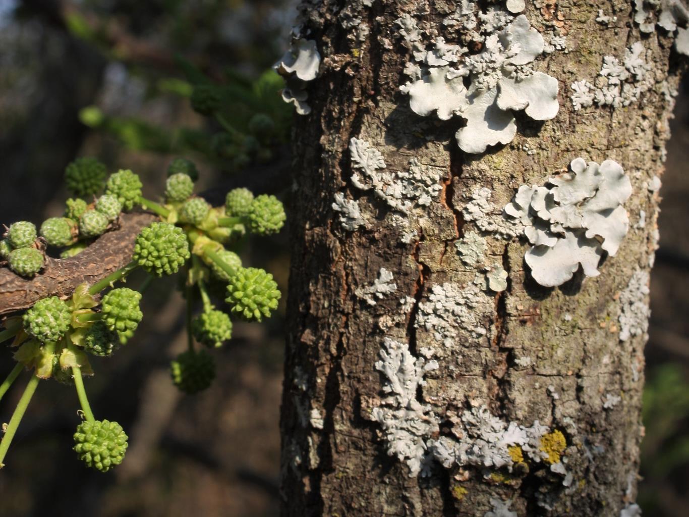 Acacia robusta subsp robusta Splendid Acacia Enkeldoring mokhu muvumba ...