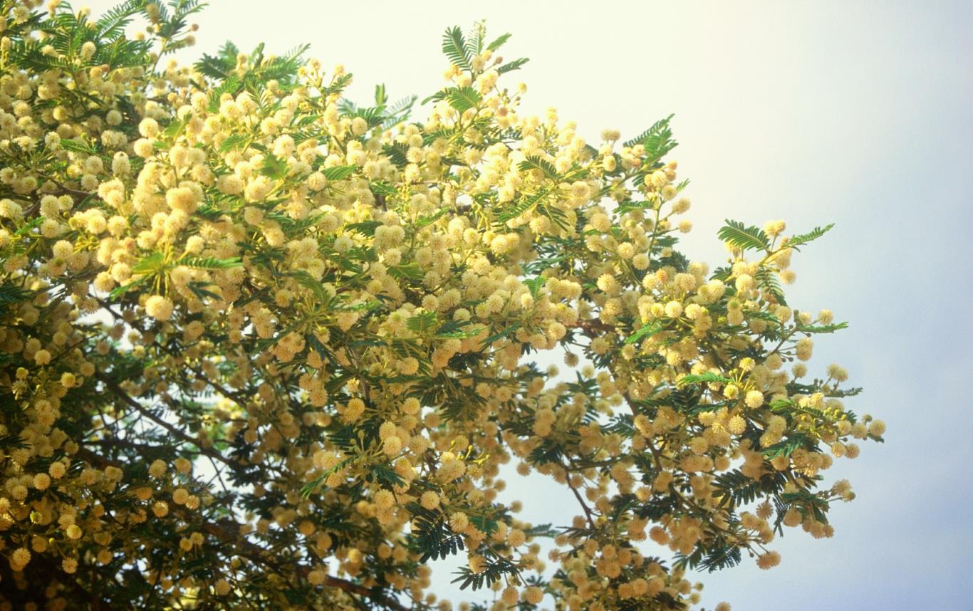 Acacia sieberiana woodii Papierbasdoring Paperbark Thorn Mokha Musaunga ...