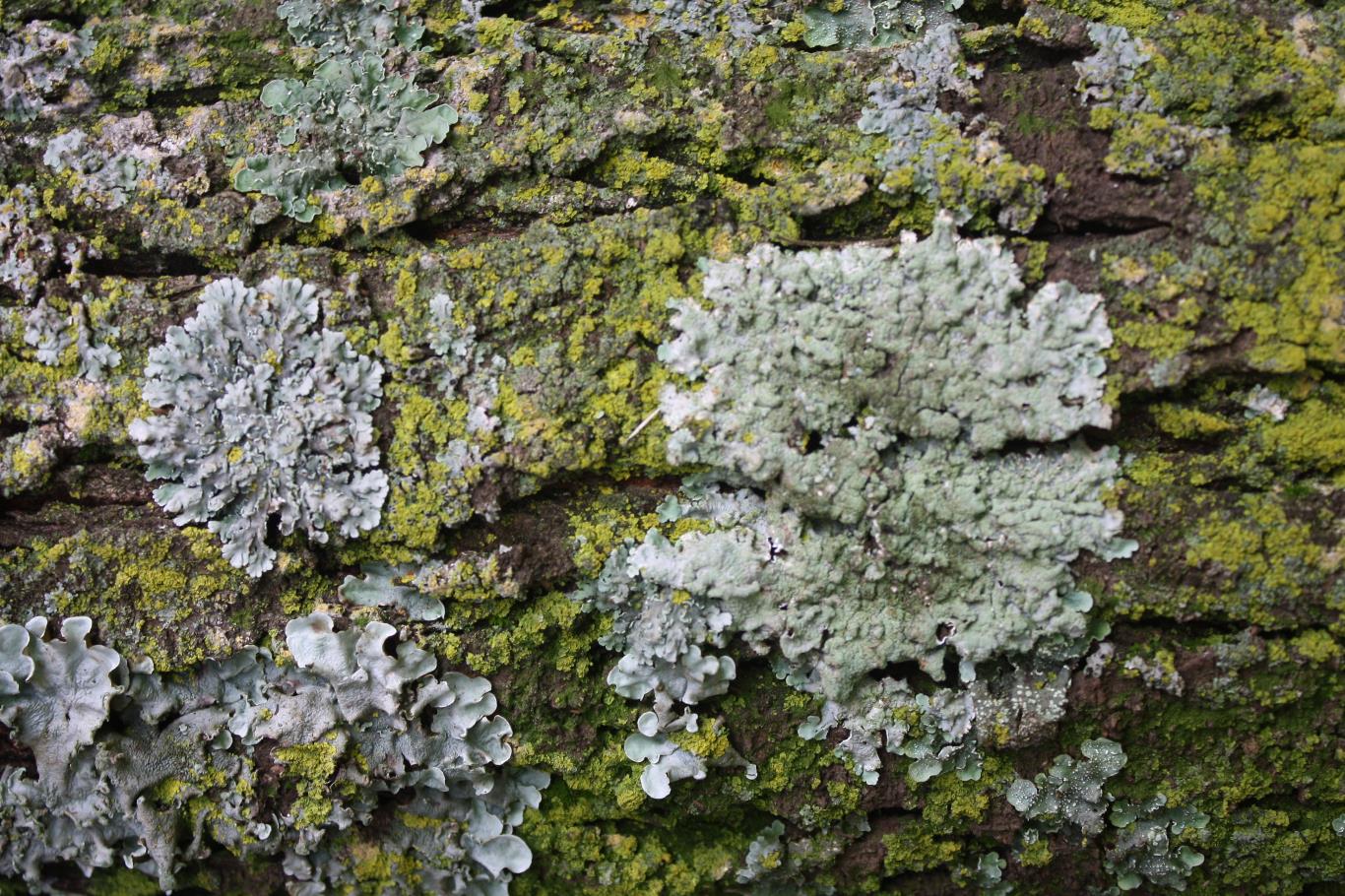 Acacia tortilis Haak-En-Steek Umbrella Thorn Muunga-khanga Mosu Umsasane