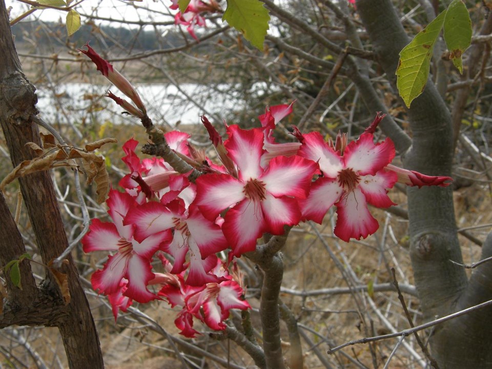 Adenium multiflora