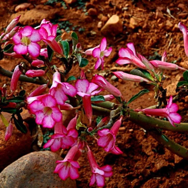 Adenium multiflora