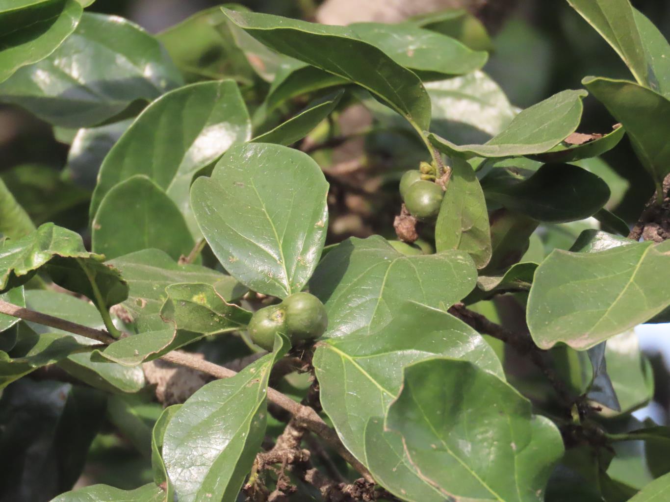 South African Indigenous Plants Catalogue