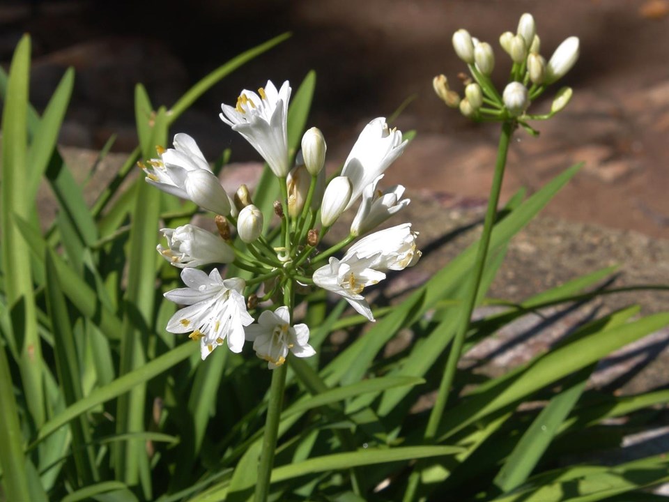 Agapanthus nana White Miniature White Agapanthus