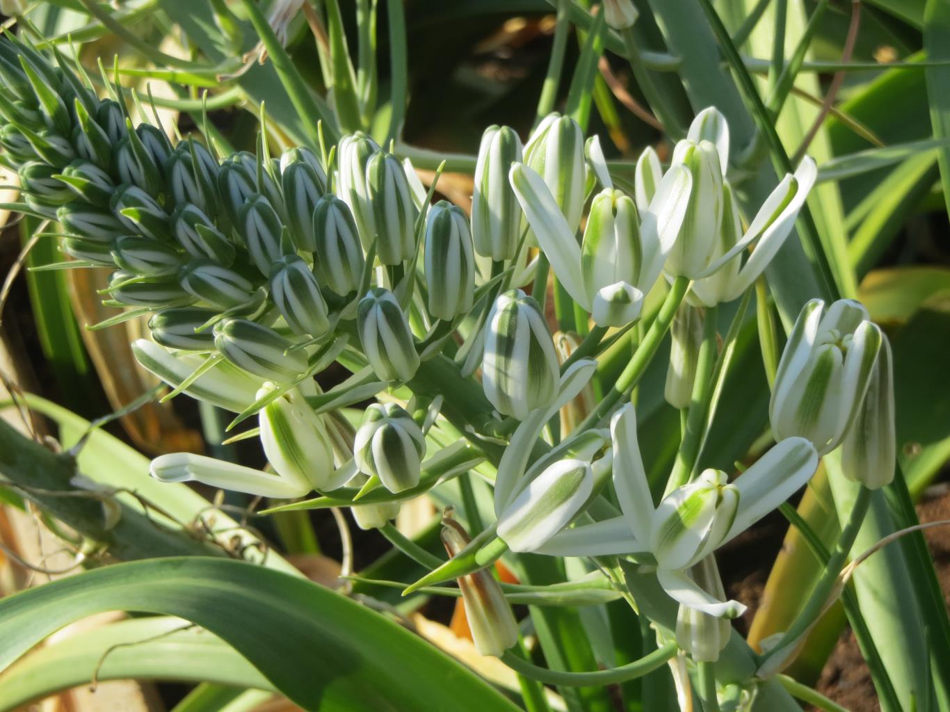 South African Indigenous Plants Catalogue