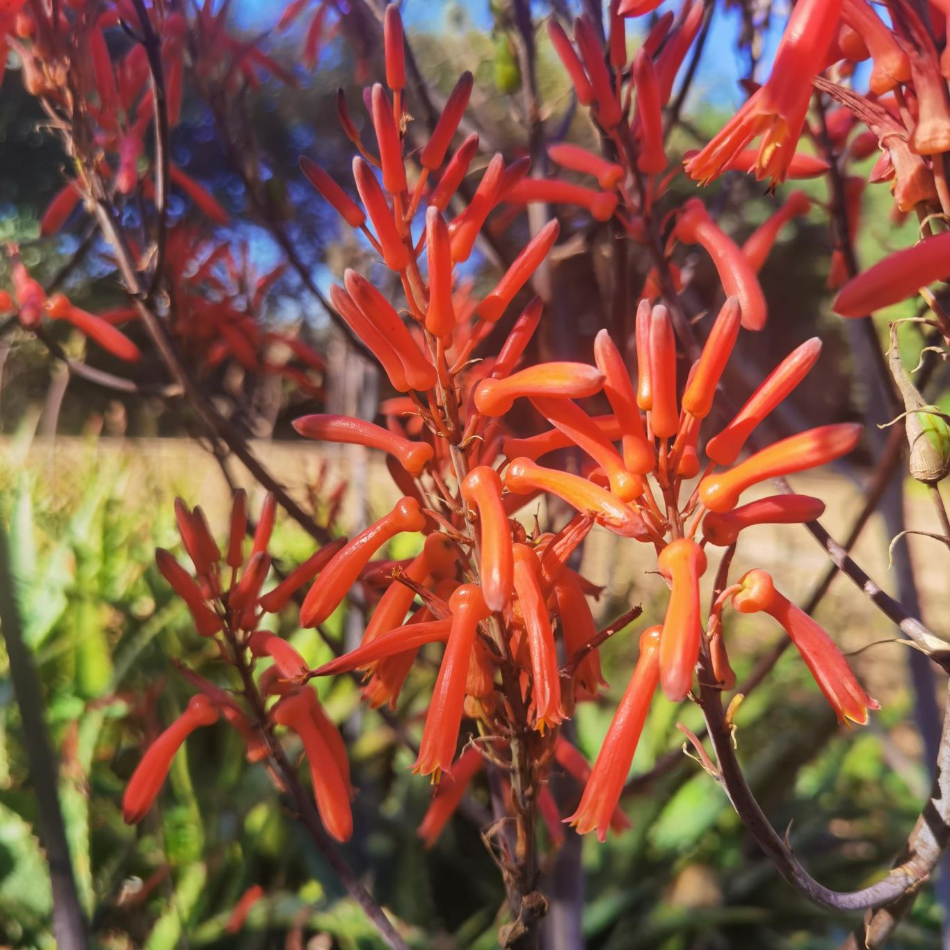 South African Indigenous Plants Catalogue