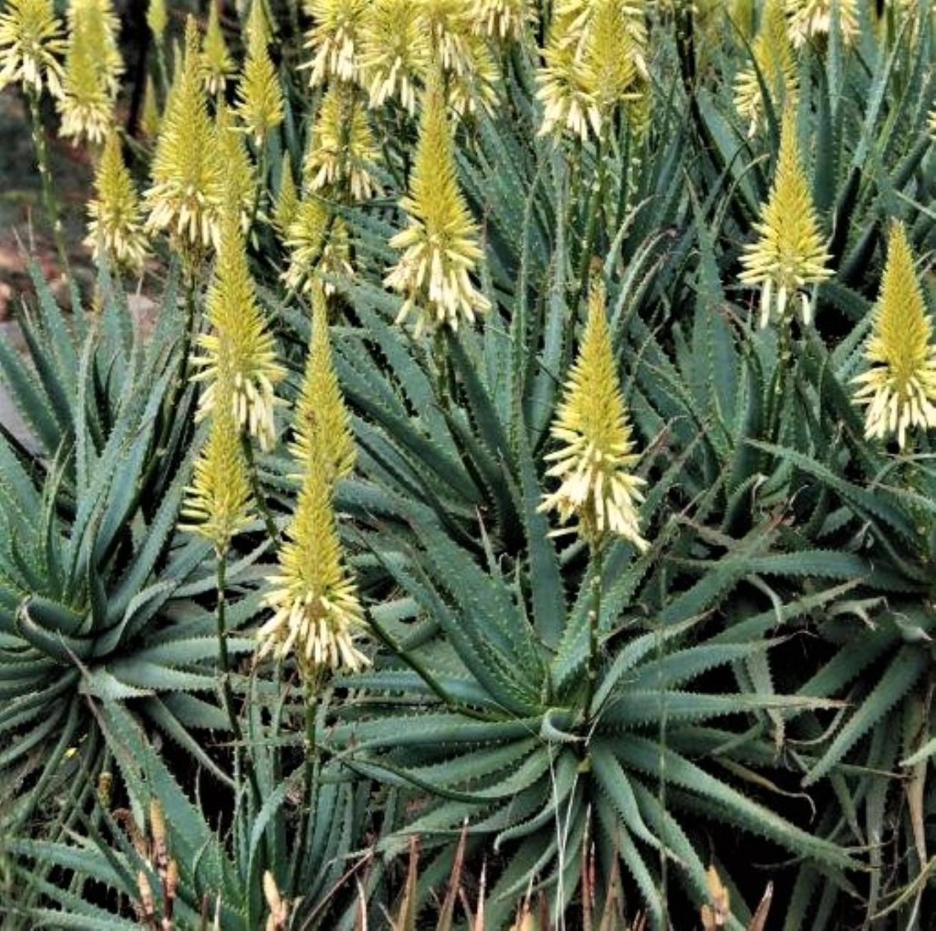 Aloe arborescens Yellow Yellow krantz aloe Geel kransaalwyn ikalene ...
