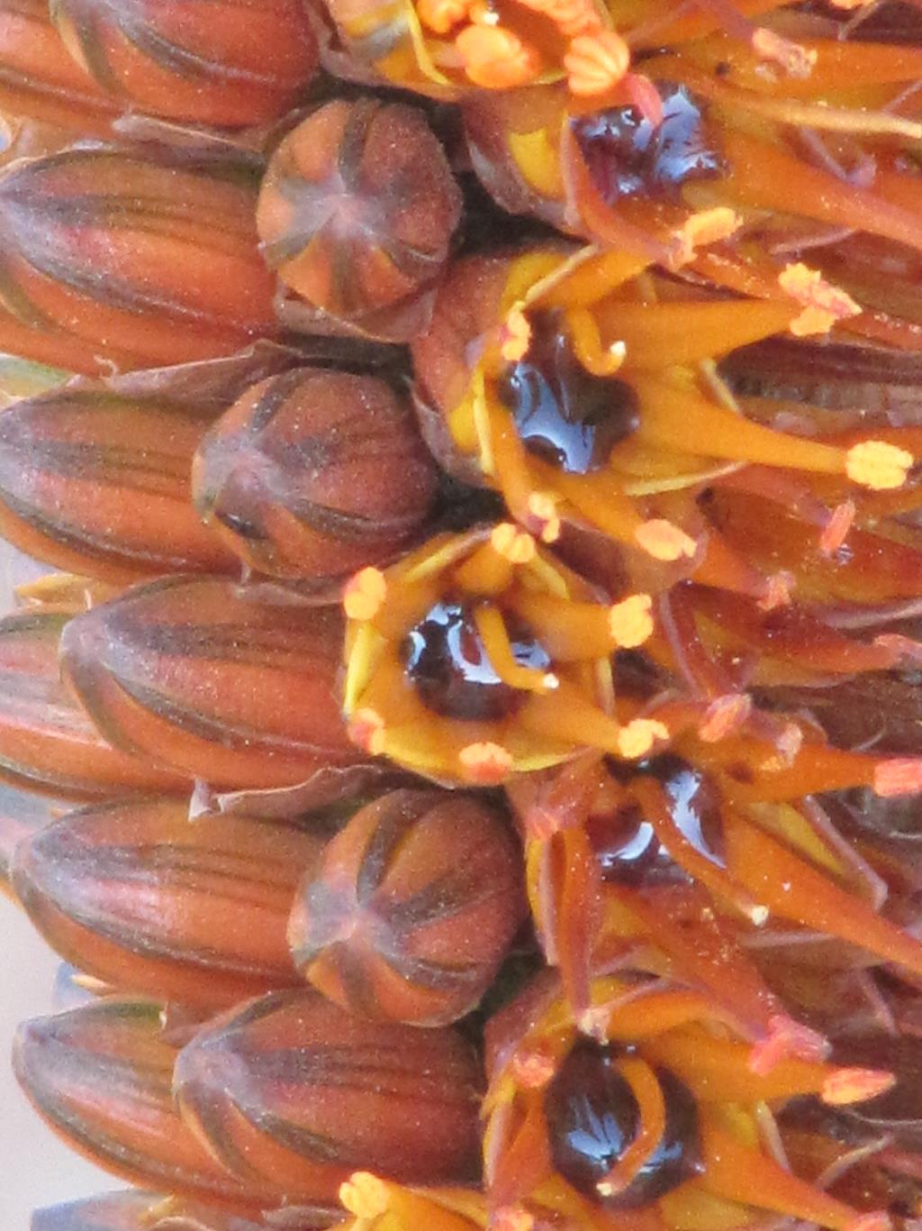 Aloe castanea Katstertaalwyn Cat’s-tail Aloe