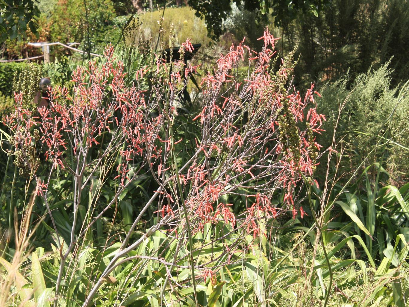 Aloe dyeri Large Flowered Aloe Grootblomaalwyn