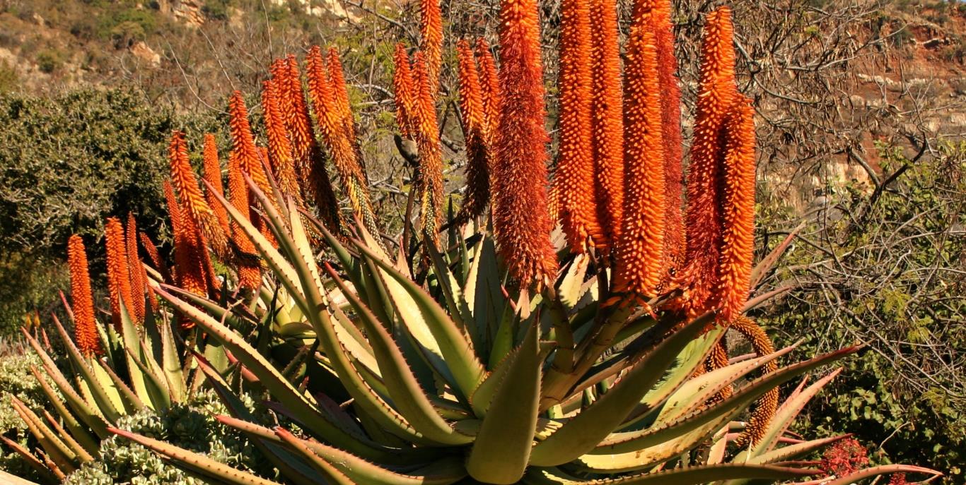 Aloe ferox Bitteraalwyn Inhlaba Ikhala Bitter Aloe