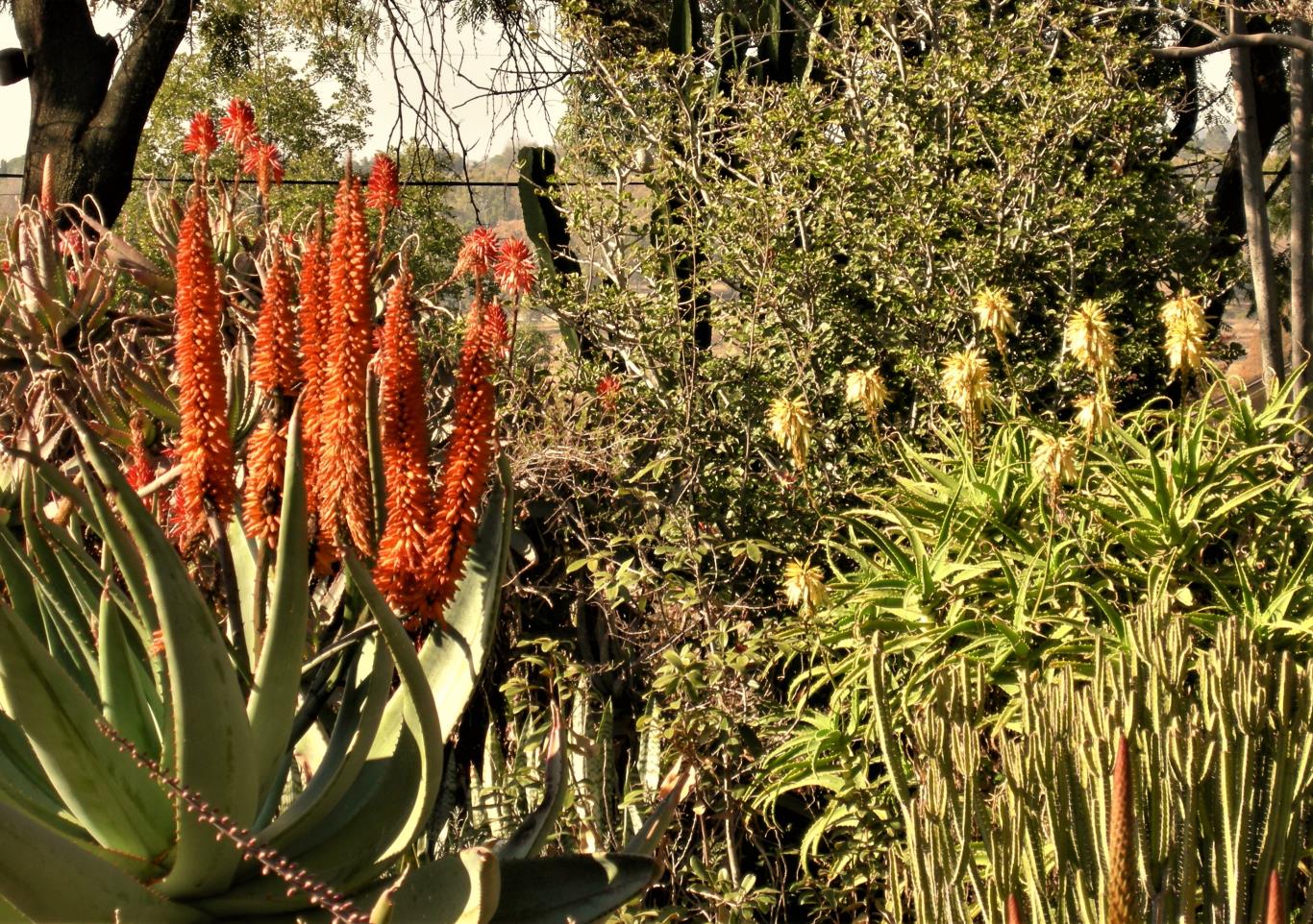 Aloe ferox Bitteraalwyn Inhlaba Ikhala Bitter Aloe