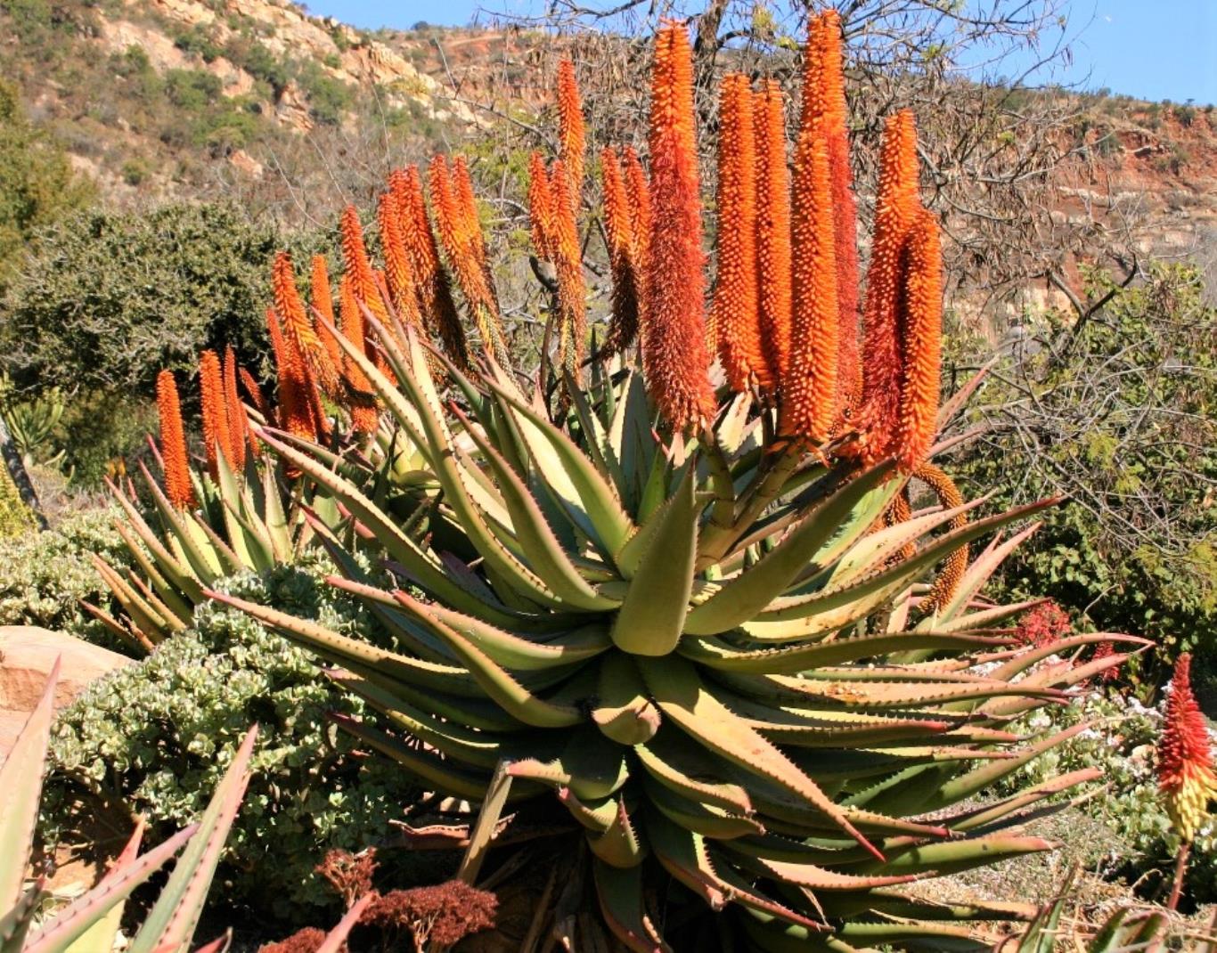 Aloe ferox Bitteraalwyn Inhlaba Ikhala Bitter Aloe