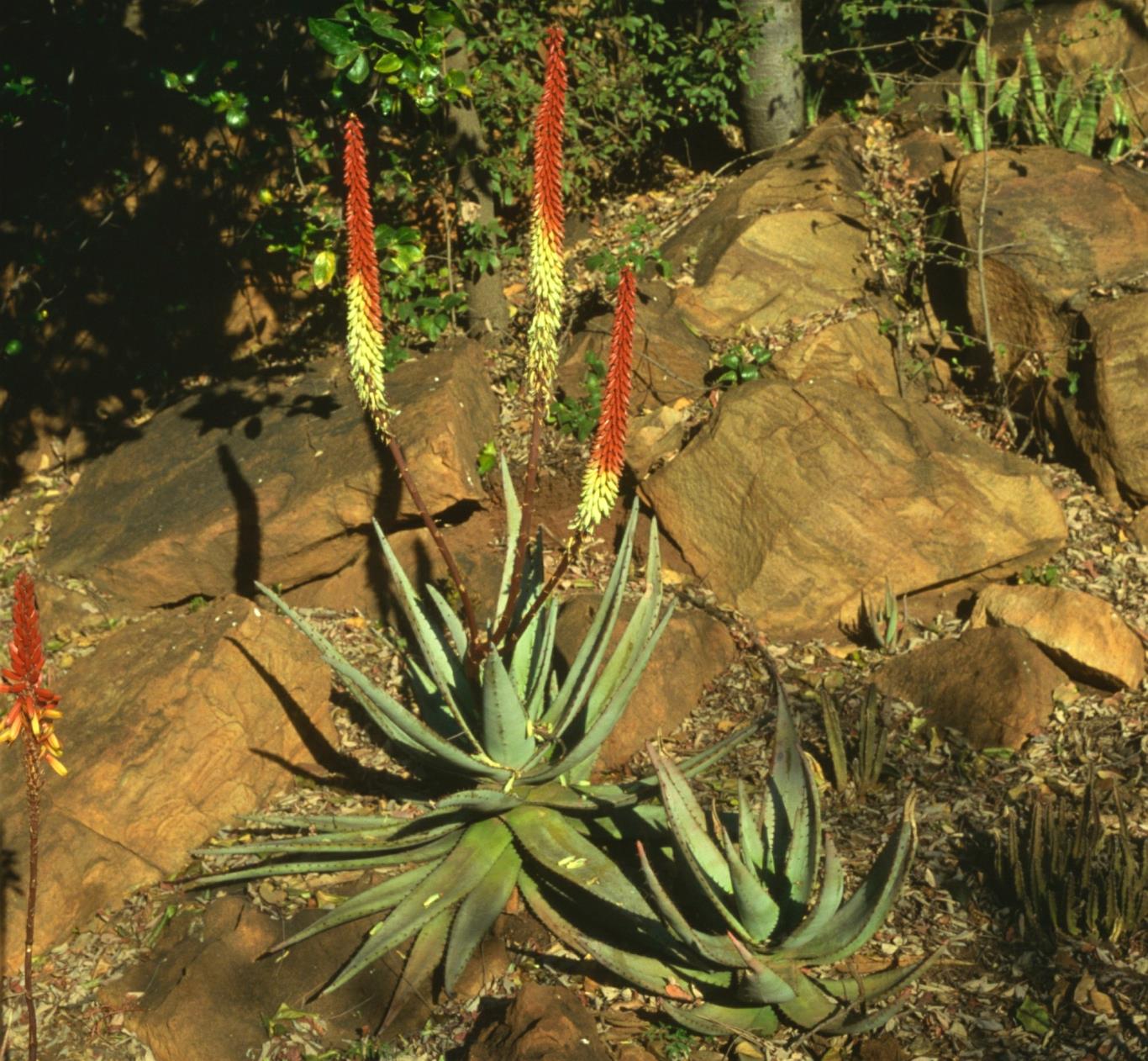 Aloe petricola Rotsaalwyn Rock aloe