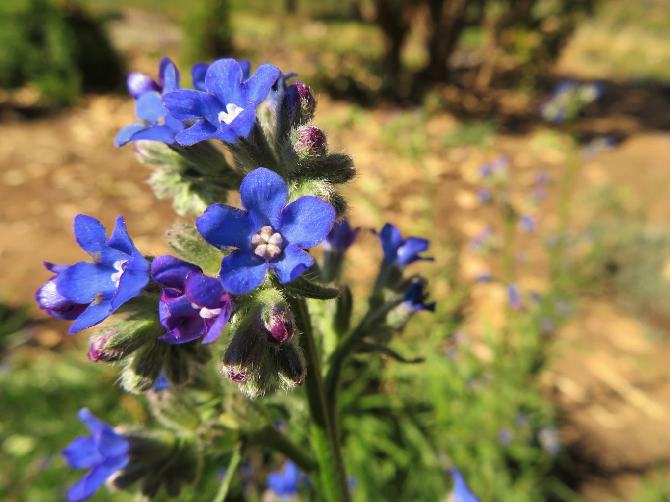 Anchusa capensis Vergeetmynietjie Cape Forget-me-not