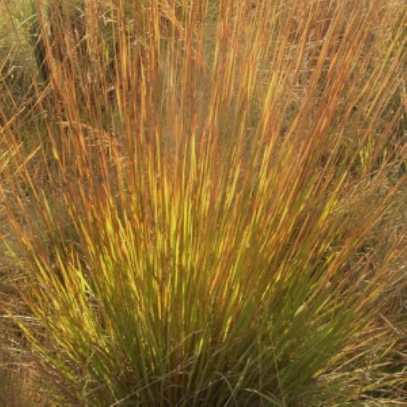 South African Indigenous Plants Catalogue