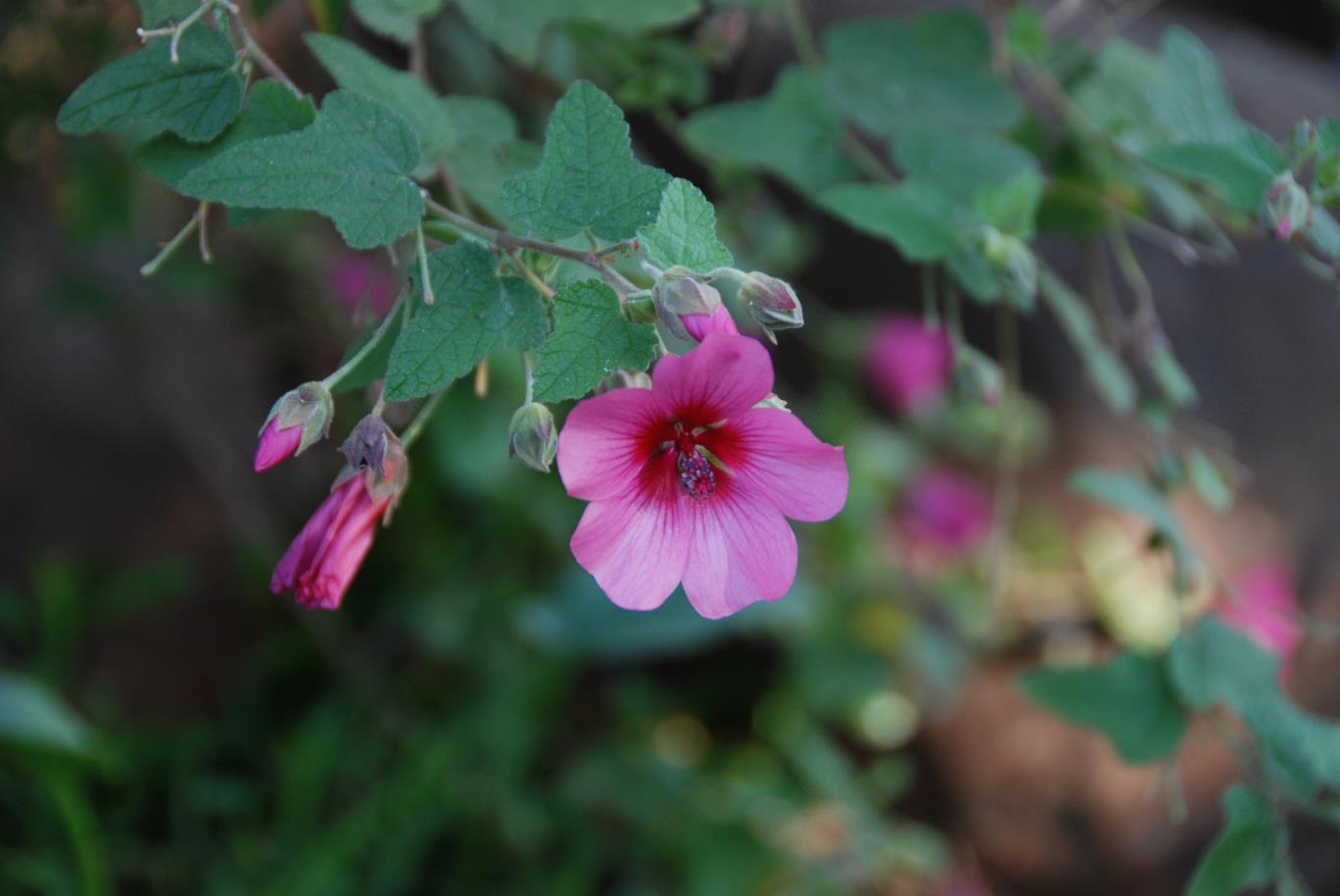 Anisodontea Hybrid Classic Cerise Hybrid Pink Mallow