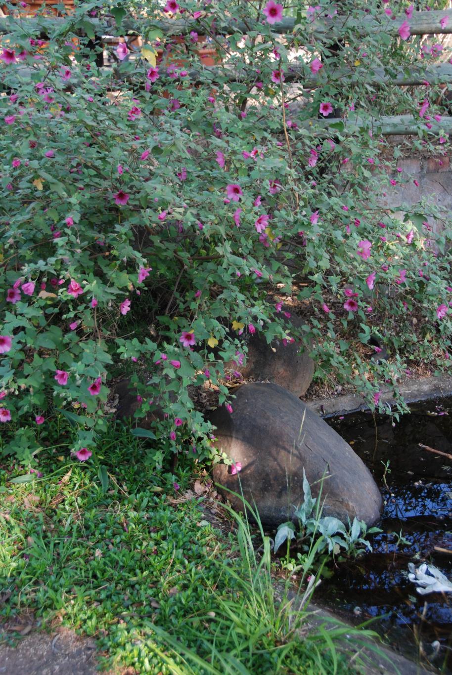 Anisodontea Hybrid Classic Cerise Hybrid Pink Mallow
