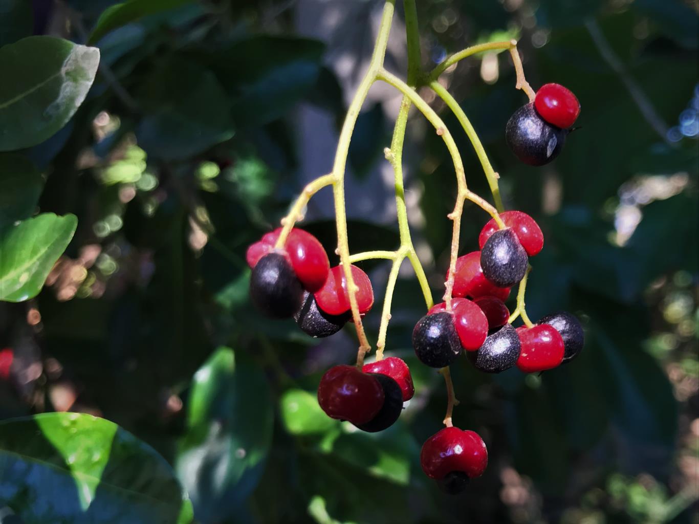 Apodytes dimidiata Witpeer White Pear Tshiphopho-madi Umdakane