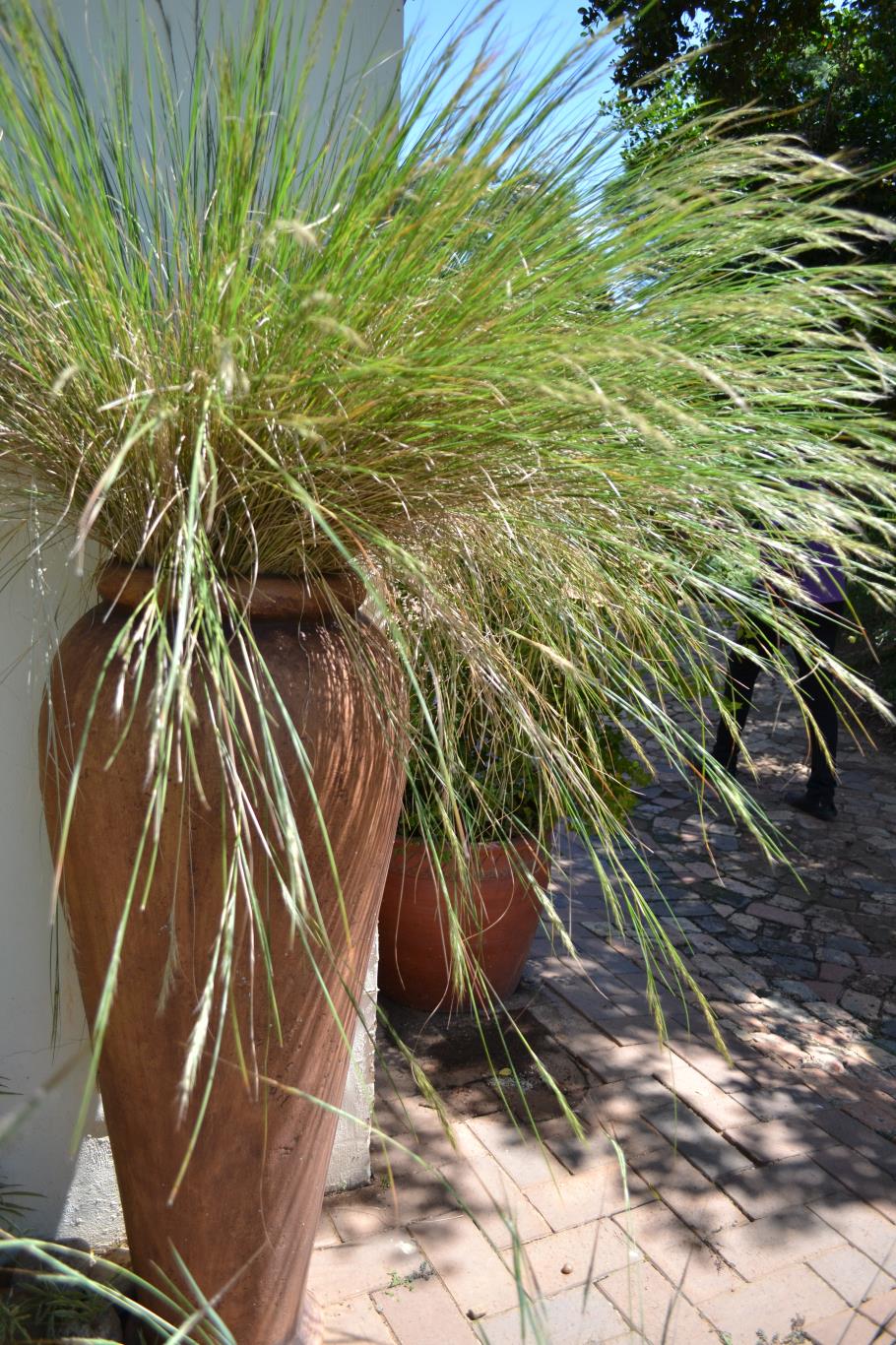 Aristida junciformis nGongoni grass