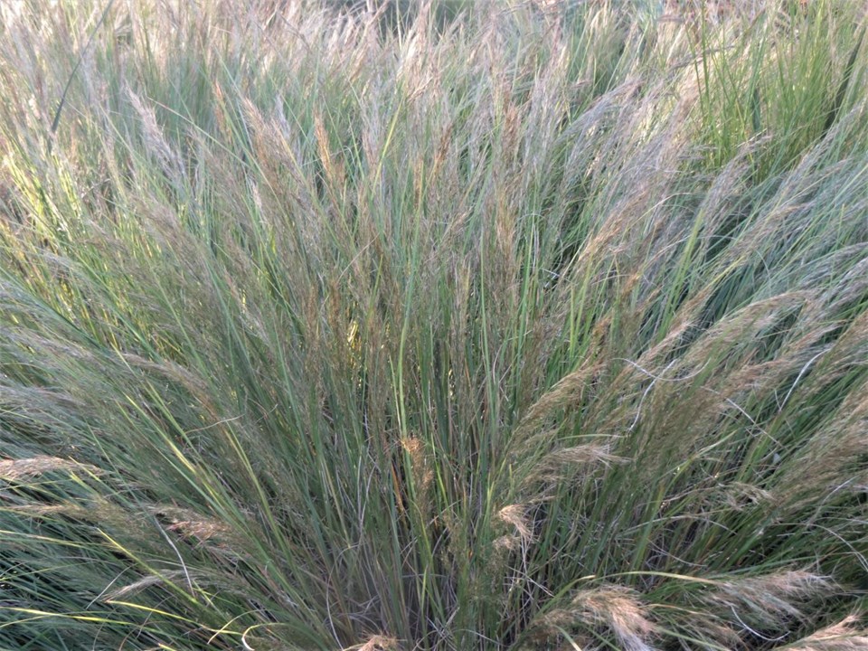Aristida junciformis nGongoni grass