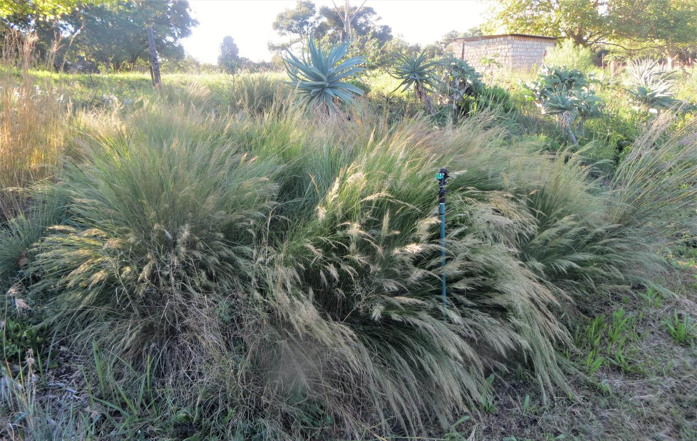 Aristida junciformis nGongoni grass