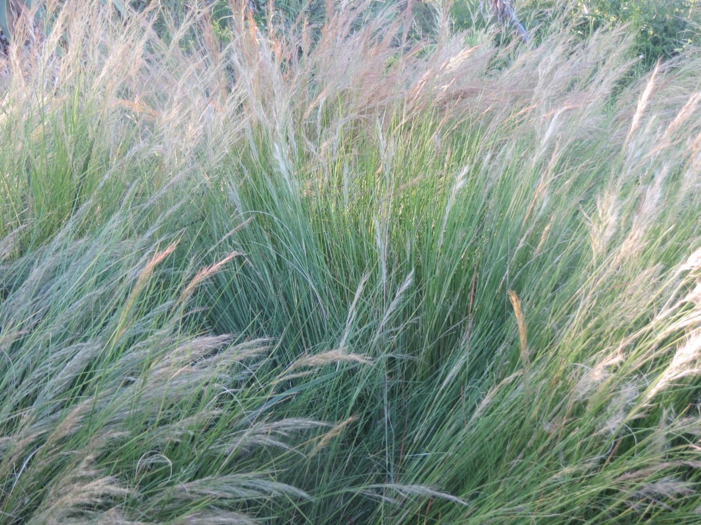 Aristida junciformis nGongoni grass