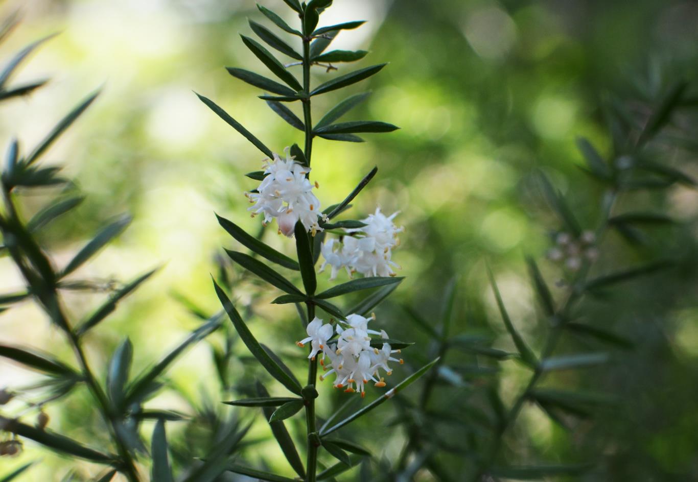 Asparagus densiflorus Mazeppa
