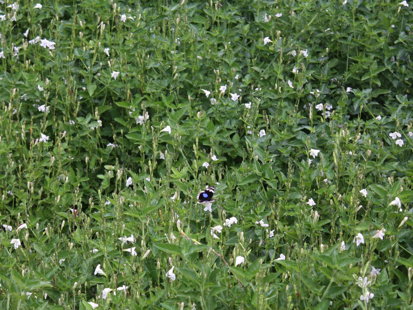Asystasia gangetica Creeping Foxglove Isihobo