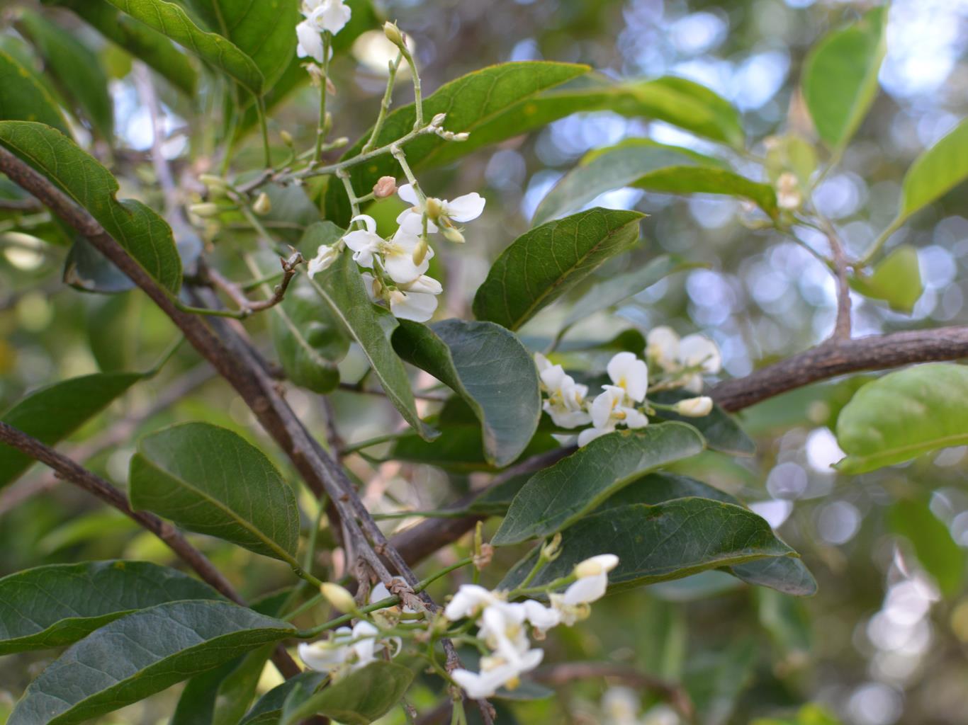 Baphia racemosa Natal Camwood, violet pea Boskamhout uTshuphu isiFithi