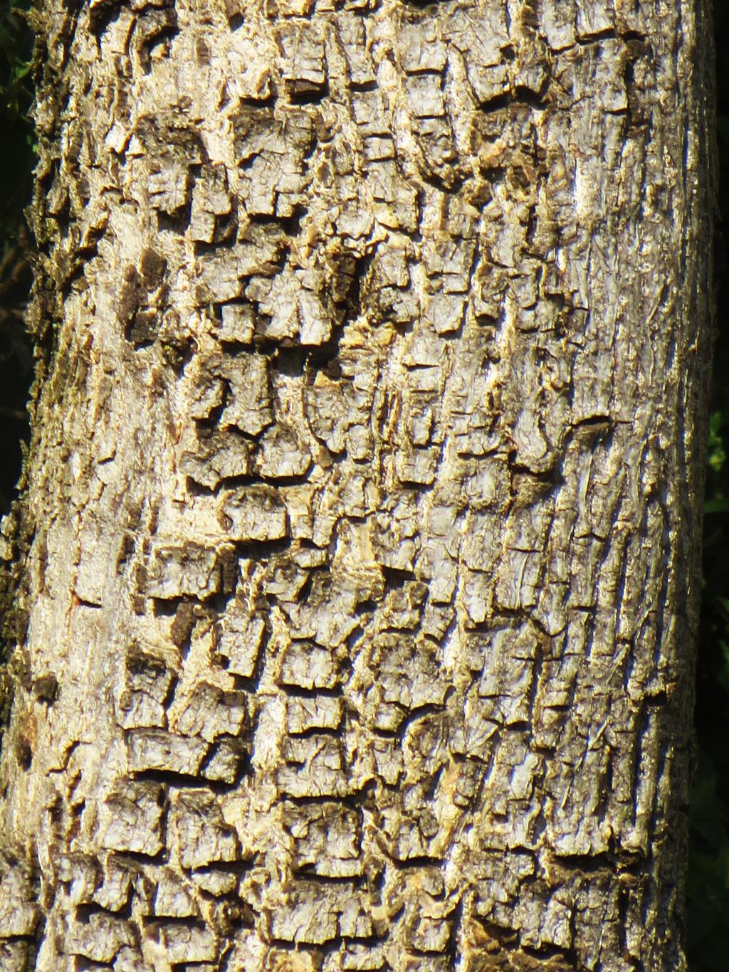 Berchemia zeyheri red ivorywood, purple ivory, pink ivory rooi-ivoor ...