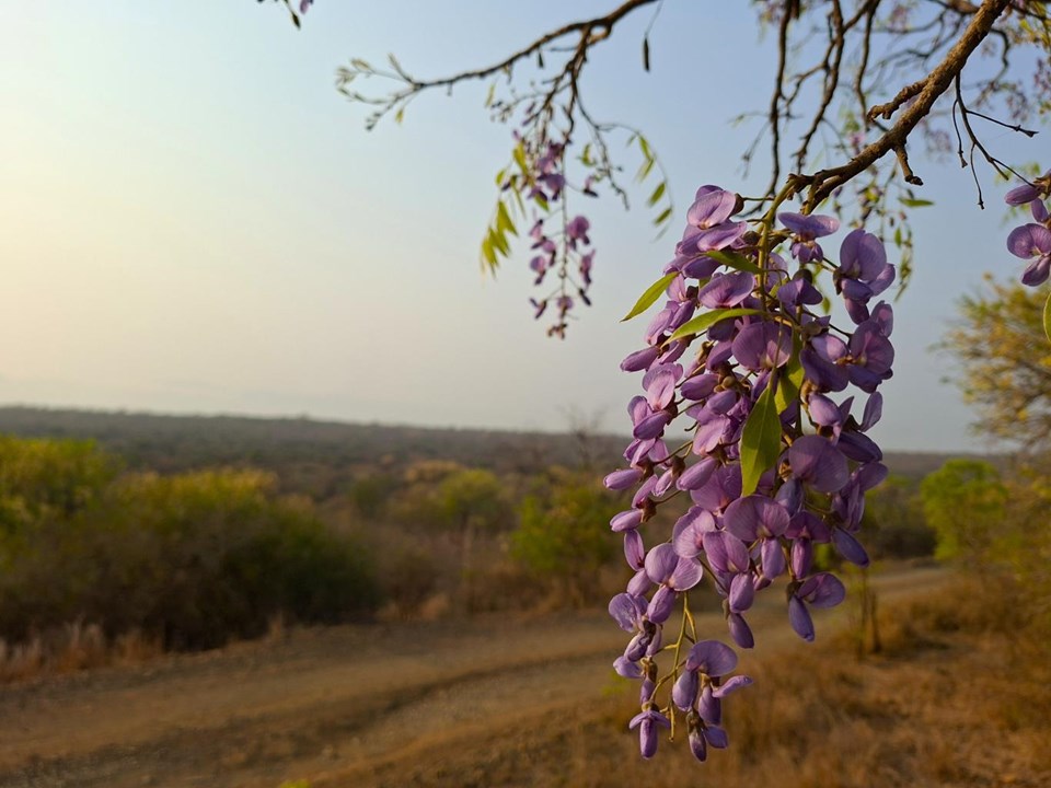 Bolusanthus speciosus Tree Wisteria Vanwykshout Mukambana Motsokophala ...