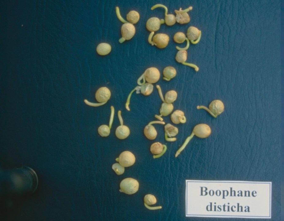 Boophone disticha Gifbol, seeroogblom, kopseerblom, boesmangif ...