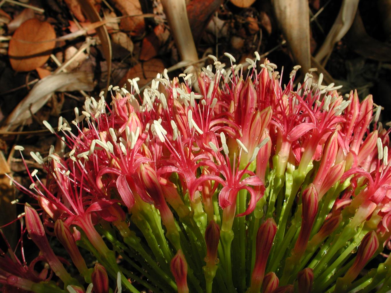 Boophone disticha Gifbol, seeroogblom, kopseerblom, boesmangif ...