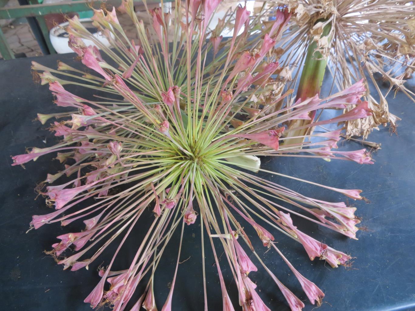 Boophone disticha Gifbol, seeroogblom, kopseerblom, boesmangif ...