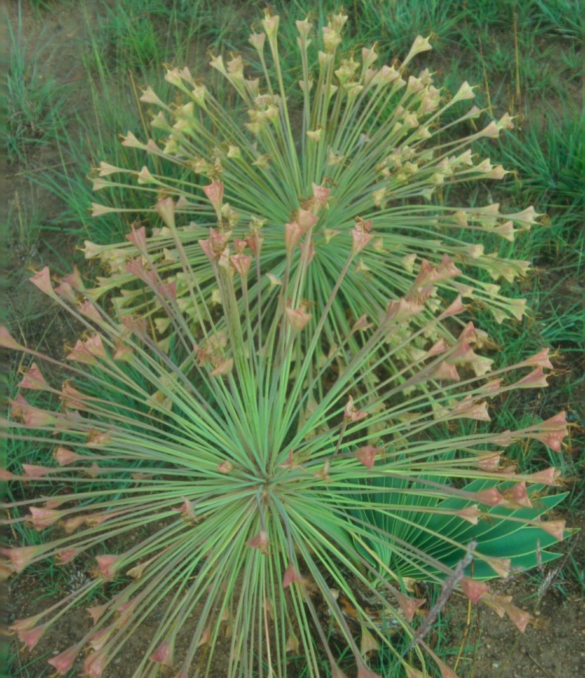 Boophone disticha Gifbol, seeroogblom, kopseerblom, boesmangif ...