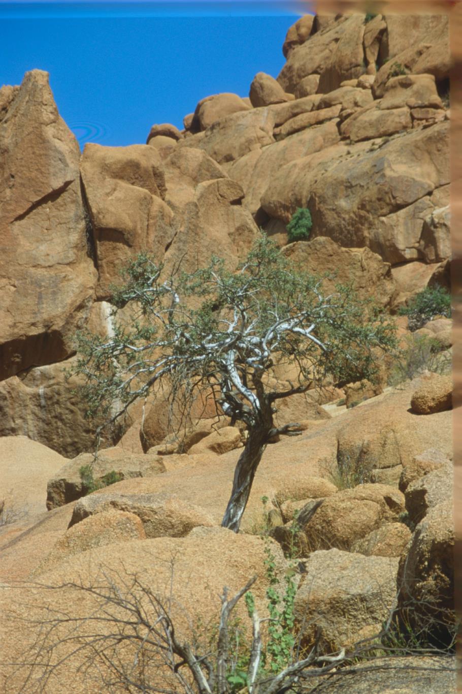 Boscia albitrunca Shepherd's Tree Witgat muthobi xukutsi