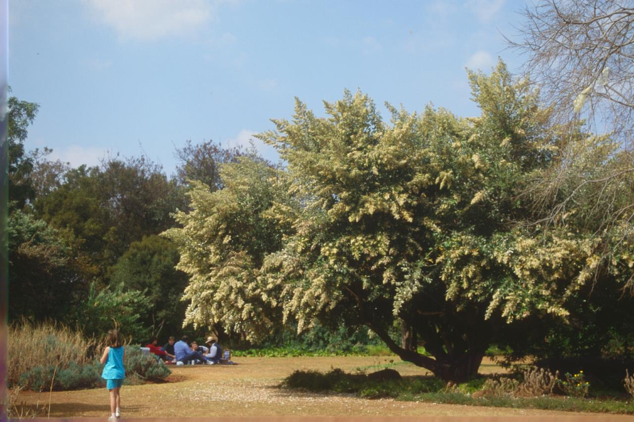 Brachylaena discolor Coastal silver-oak Kusvaalbos Umphahla iPhahla