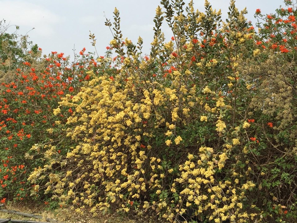 Brachylaena discolor Coastal silver-oak Kusvaalbos Umphahla iPhahla