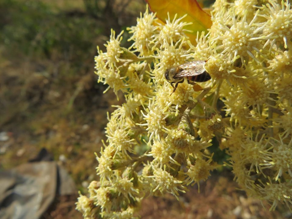 Brachylaena discolor Coastal silver-oak Kusvaalbos Umphahla iPhahla
