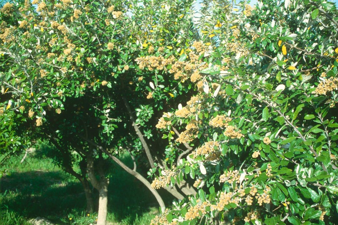 Brachylaena discolor Coastal silver-oak Kusvaalbos Umphahla iPhahla