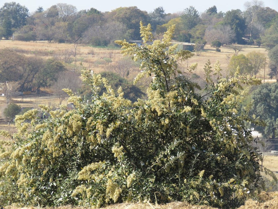Brachylaena discolor Coastal silver-oak Kusvaalbos Umphahla iPhahla