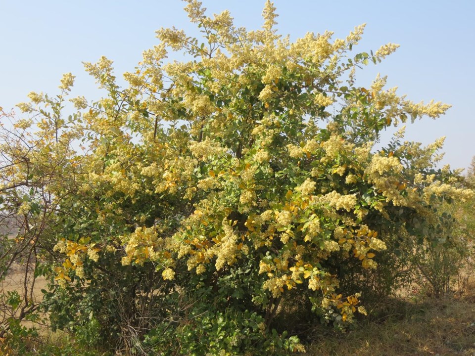 Brachylaena discolor Coastal silver-oak Kusvaalbos Umphahla iPhahla