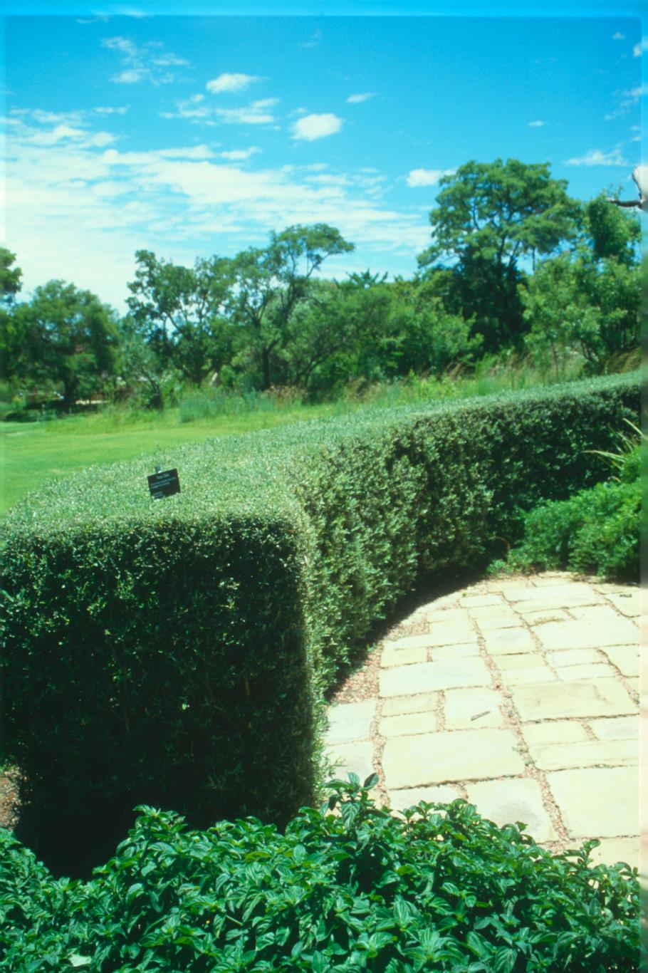 Buddleja saligna False-Olive Witolienhout Mothlwaretshogwana Umgqeba Igqeba