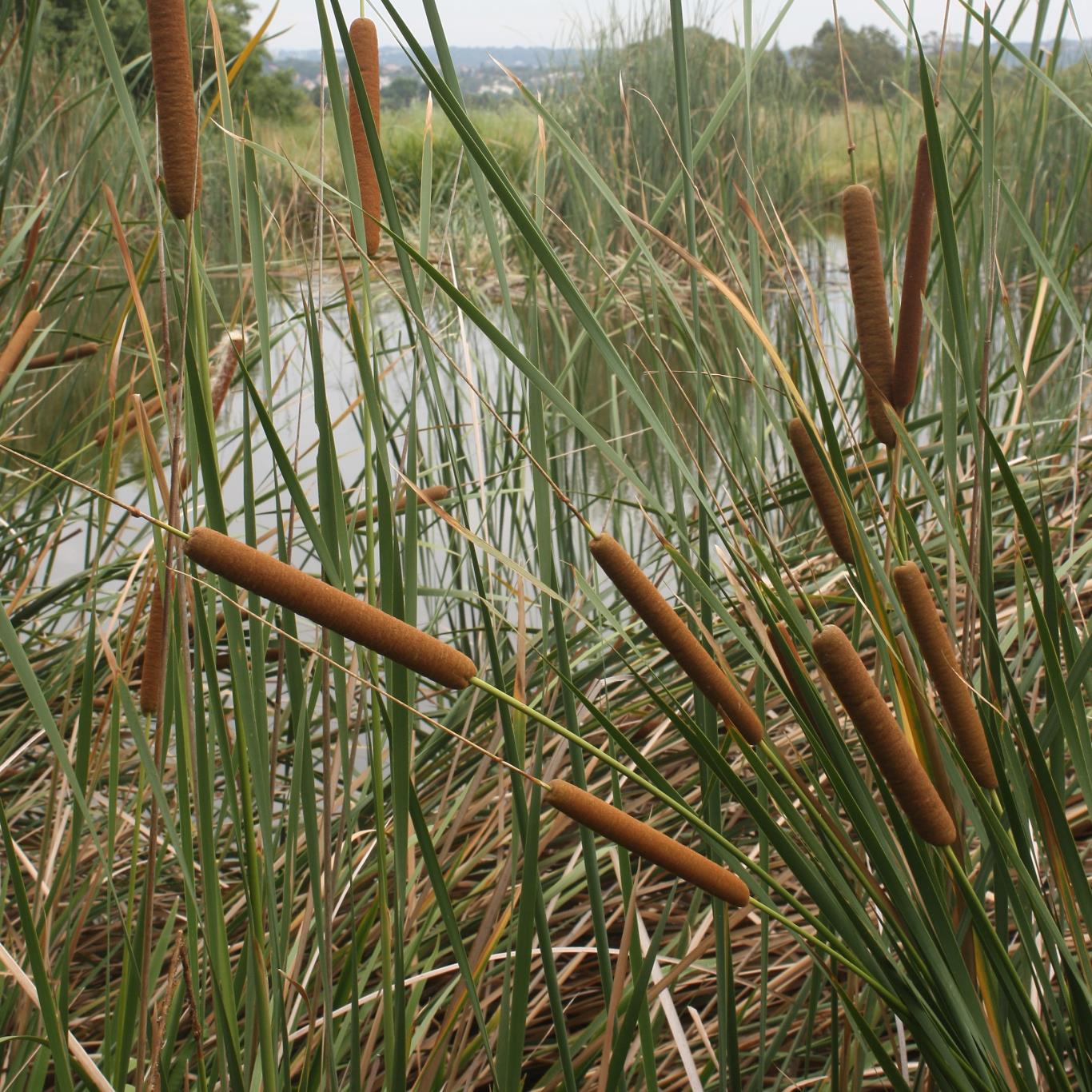 Typha capensis Bulrush Papkuil iBhuma ingcongolo