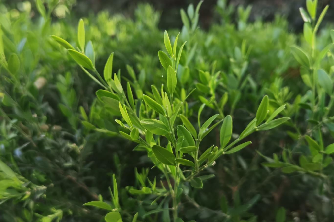 Buxus macowanii Cape Box Kaapse buksboom