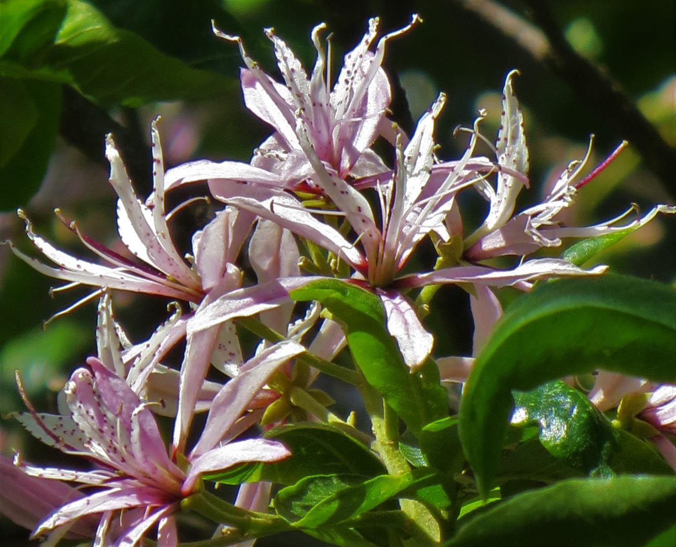 Calodendrum capense Kaapse kastaiing Cape Chestnut muvhaha umbhaba umbhaba