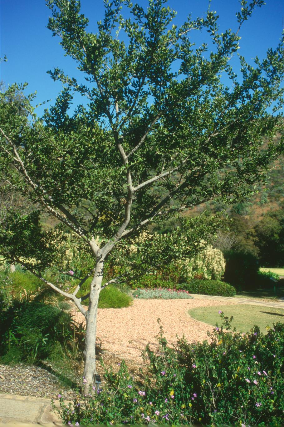 South African Indigenous Plants Catalogue